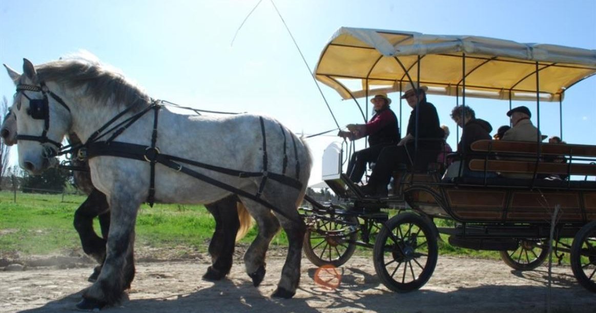 Balades en calèche